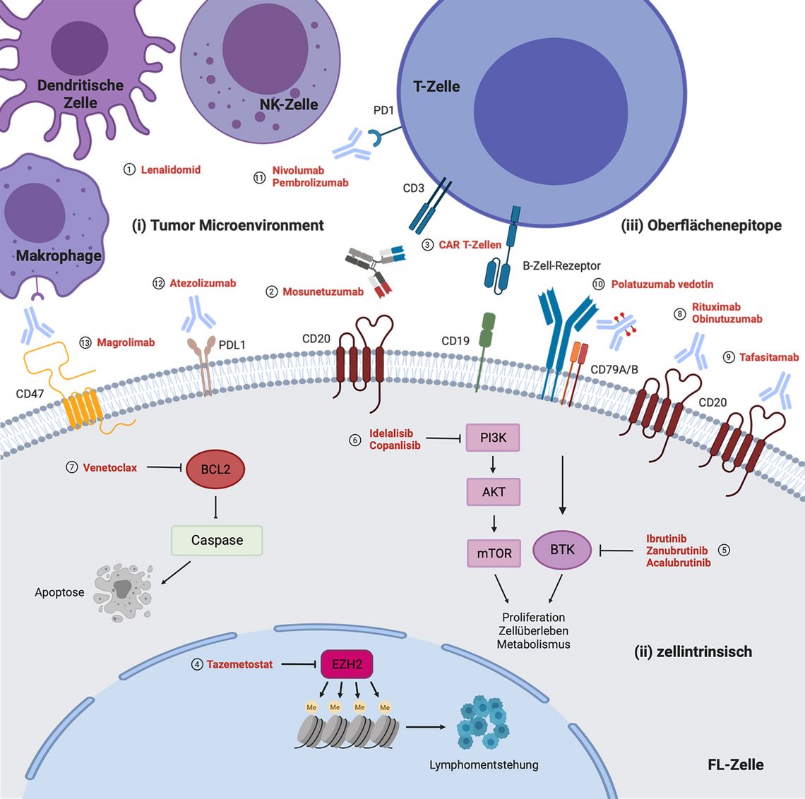 Follikuläres Lymphom – Pathogenese, Diagnostik und Therapie