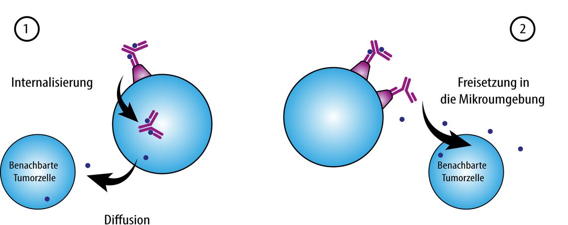 Antikörper-Wirkstoff-Konjugate beim Mammakarzinom