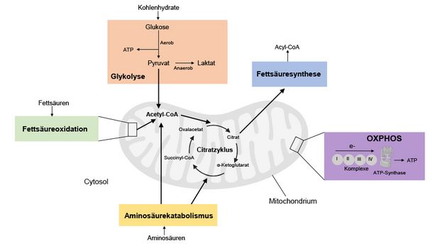 T-Zell-Metabolismus: Potenzial für Diagnostik und Therapie