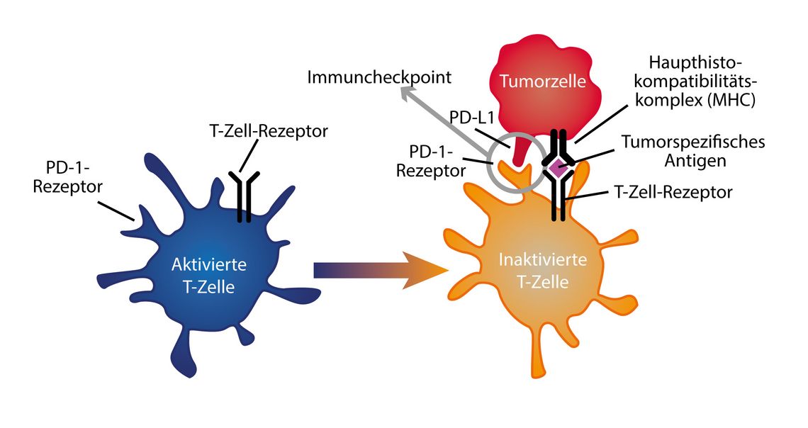 PD-L1 als Immuncheckpoint und Biomarker