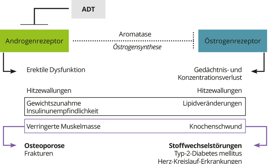 Nebenwirkungen der Androgendeprivationstherapie beim Prostatakarzinom