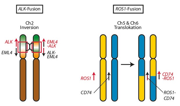 Anaplastische Lymphomkinase (ALK)/c-ros oncogene 1 (ROS1)