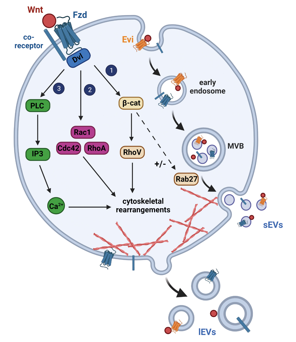 Wnt Signaling Pathway In 2020 Pathways Cell Biology